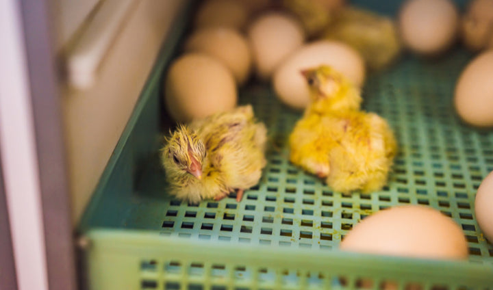 From Egg to Chick: A Home Hatchery Guide and 30-Day Journey – Tim ...